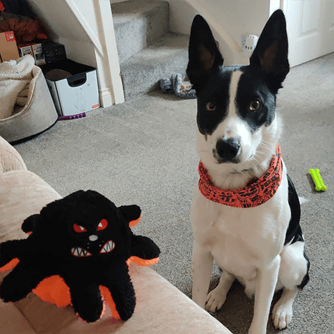 WufWuf - Monthly Dog Toy and Treat Subscription Boxes