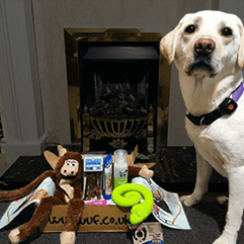 WufWuf | Monthly JOY box for your dog