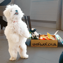 WufWuf | Monthly JOY box for your dog